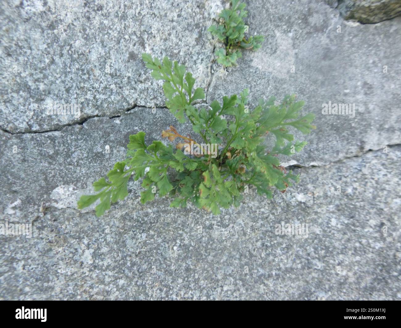 (Asplenium ruta-muraria ruta-muraria Stock Photo - Alamy