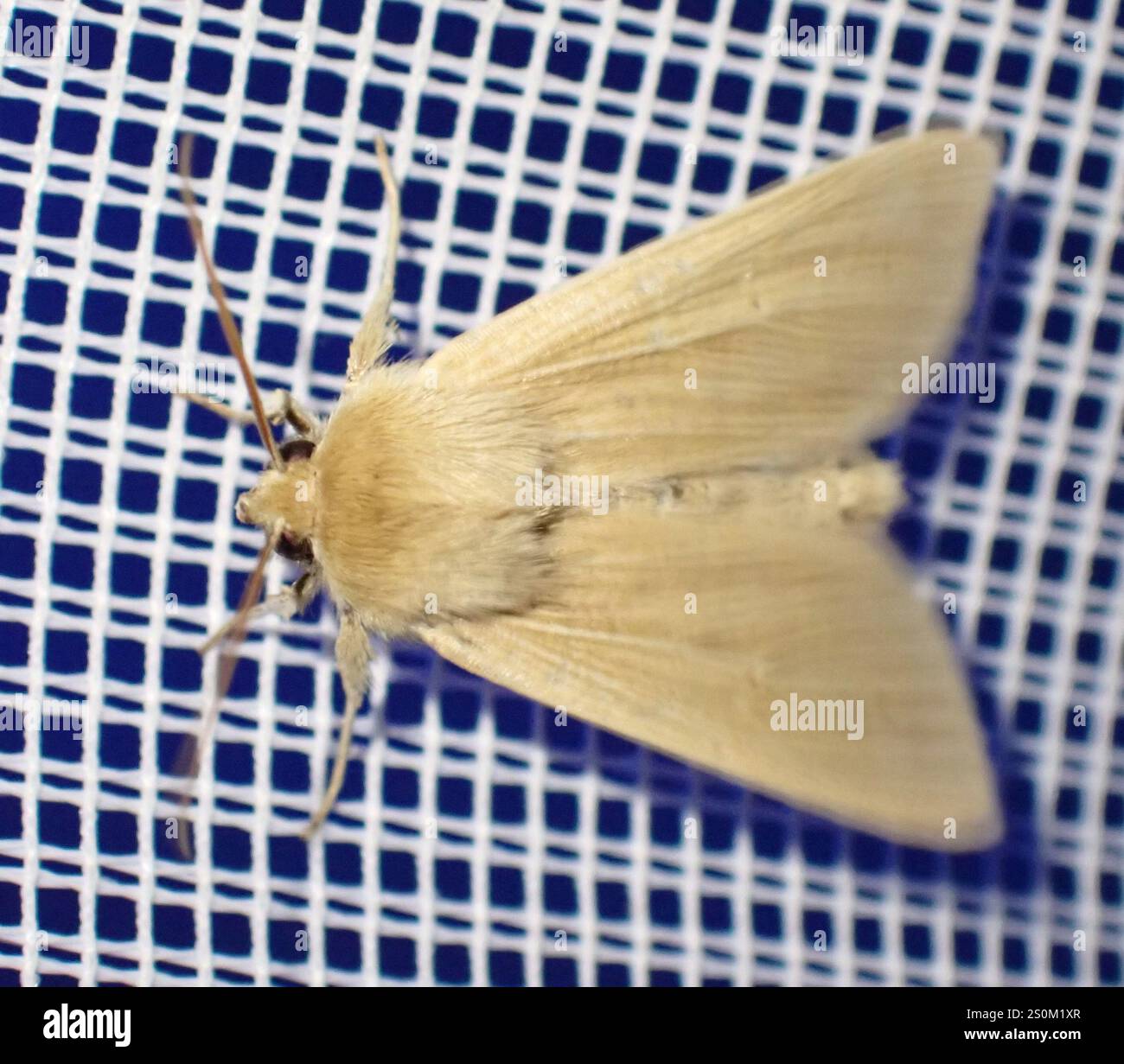 Common Wainscot (Mythimna pallens Stock Photo - Alamy