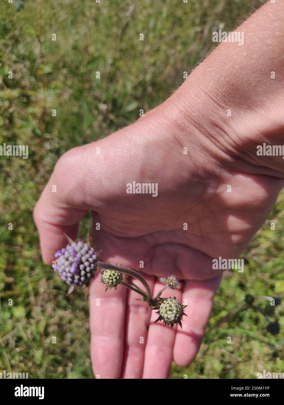 Devil's-bit Scabious (Succisa pratensis Stock Photo - Alamy