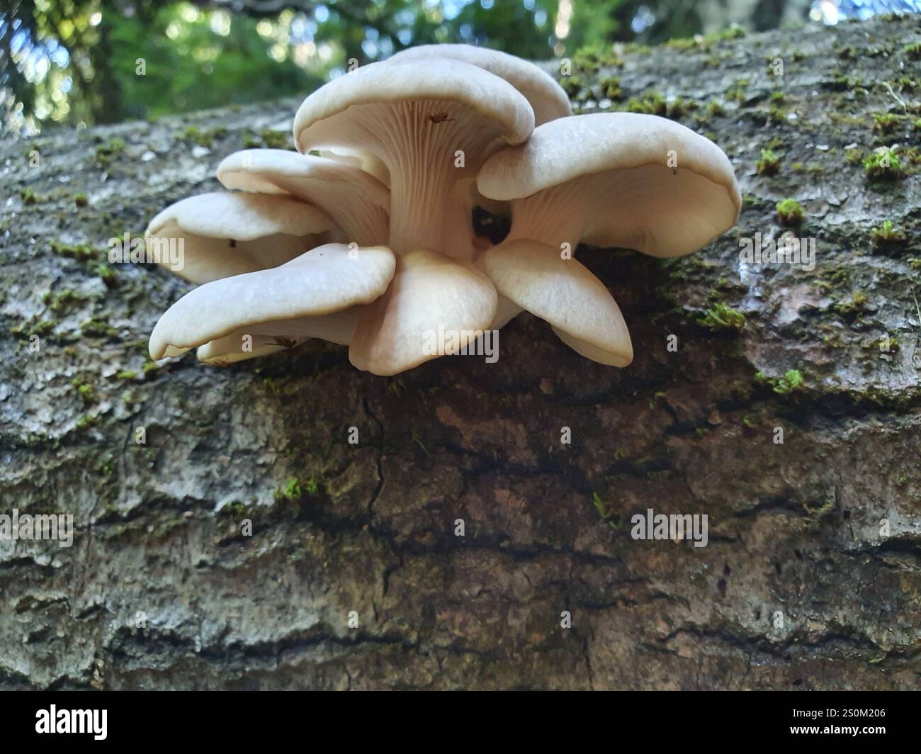 pale oyster (Pleurotus pulmonarius Stock Photo - Alamy