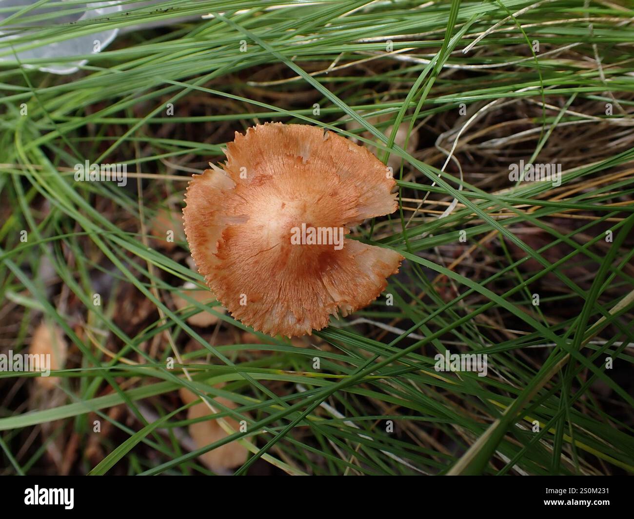 Rose-gilled Fibercap (Inocybe roseifolia Stock Photo - Alamy