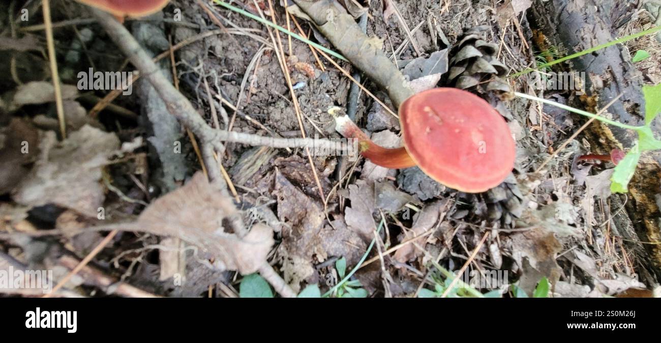 Ruby Bolete (Hortiboletus rubellus Stock Photo - Alamy
