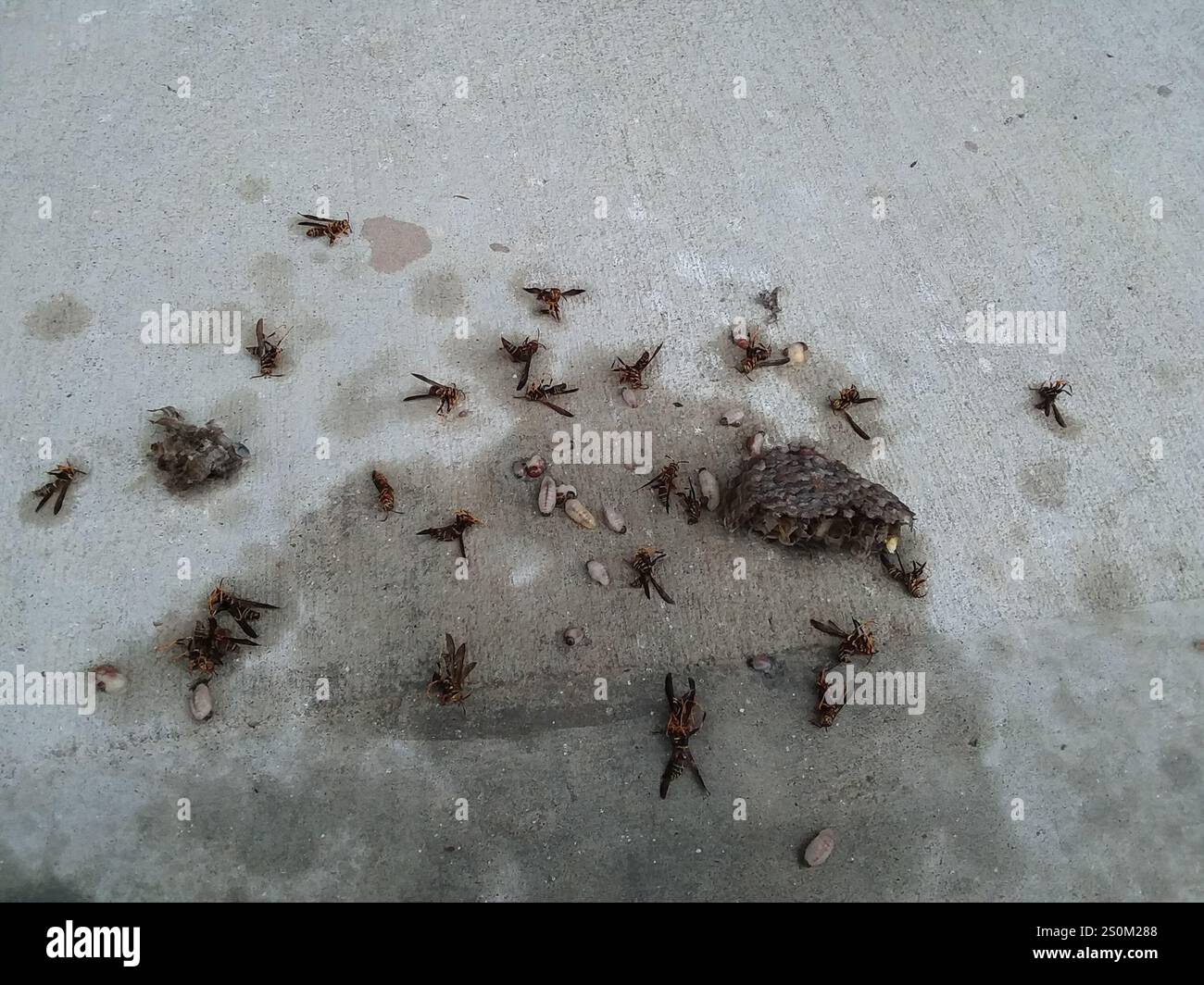 Paper Wasps (Polistinae Stock Photo - Alamy