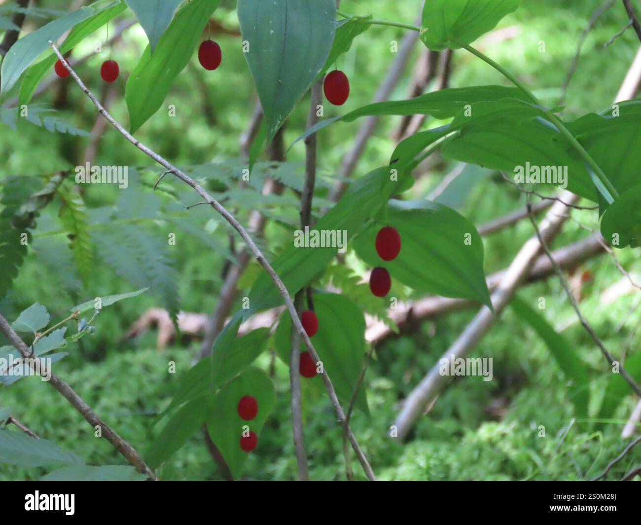 white twisted-stalk (Streptopus amplexifolius Stock Photo - Alamy