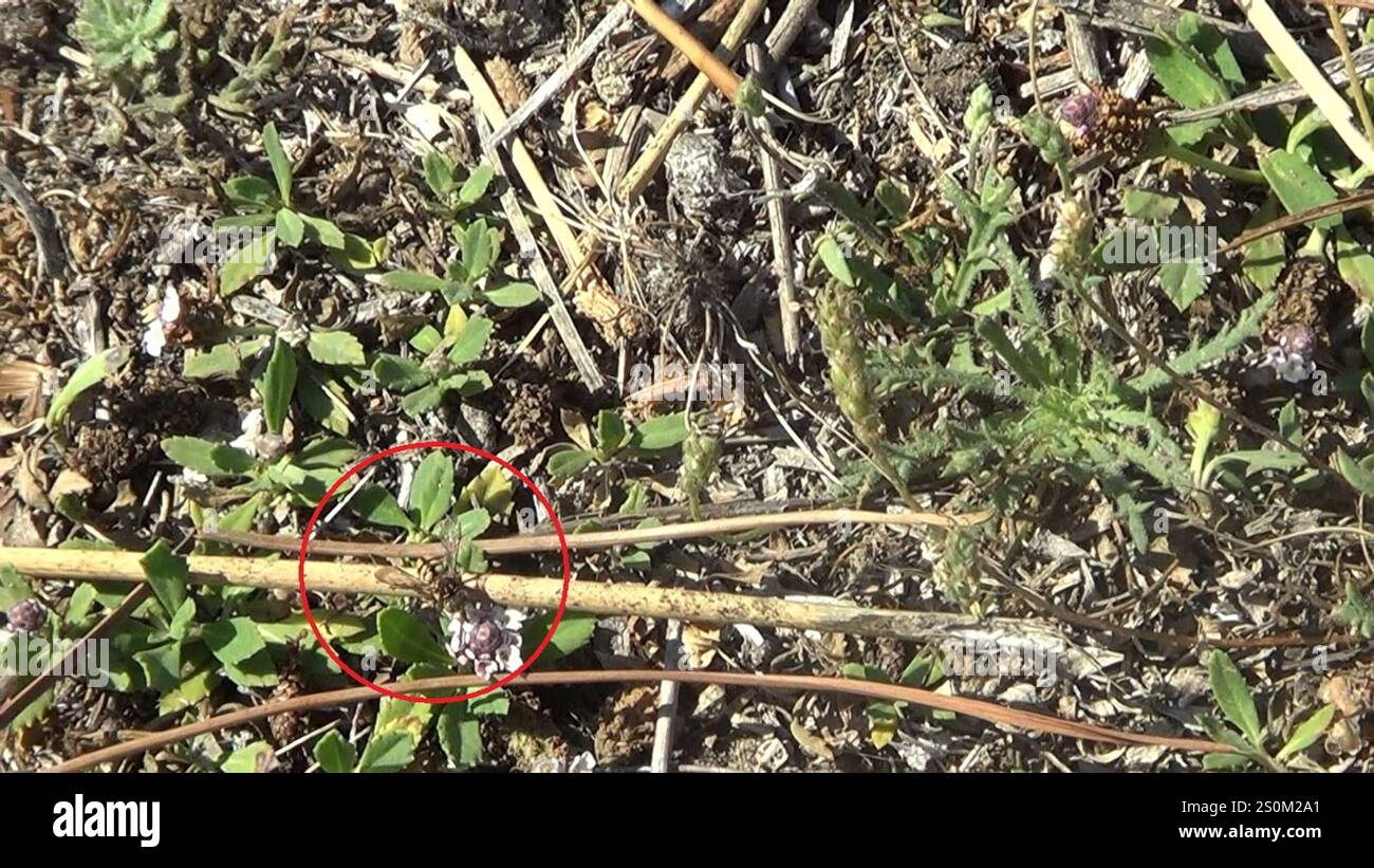 Black-thighed Cellophane-cuckoo Bee (Epeolus variegatus Stock Photo - Alamy