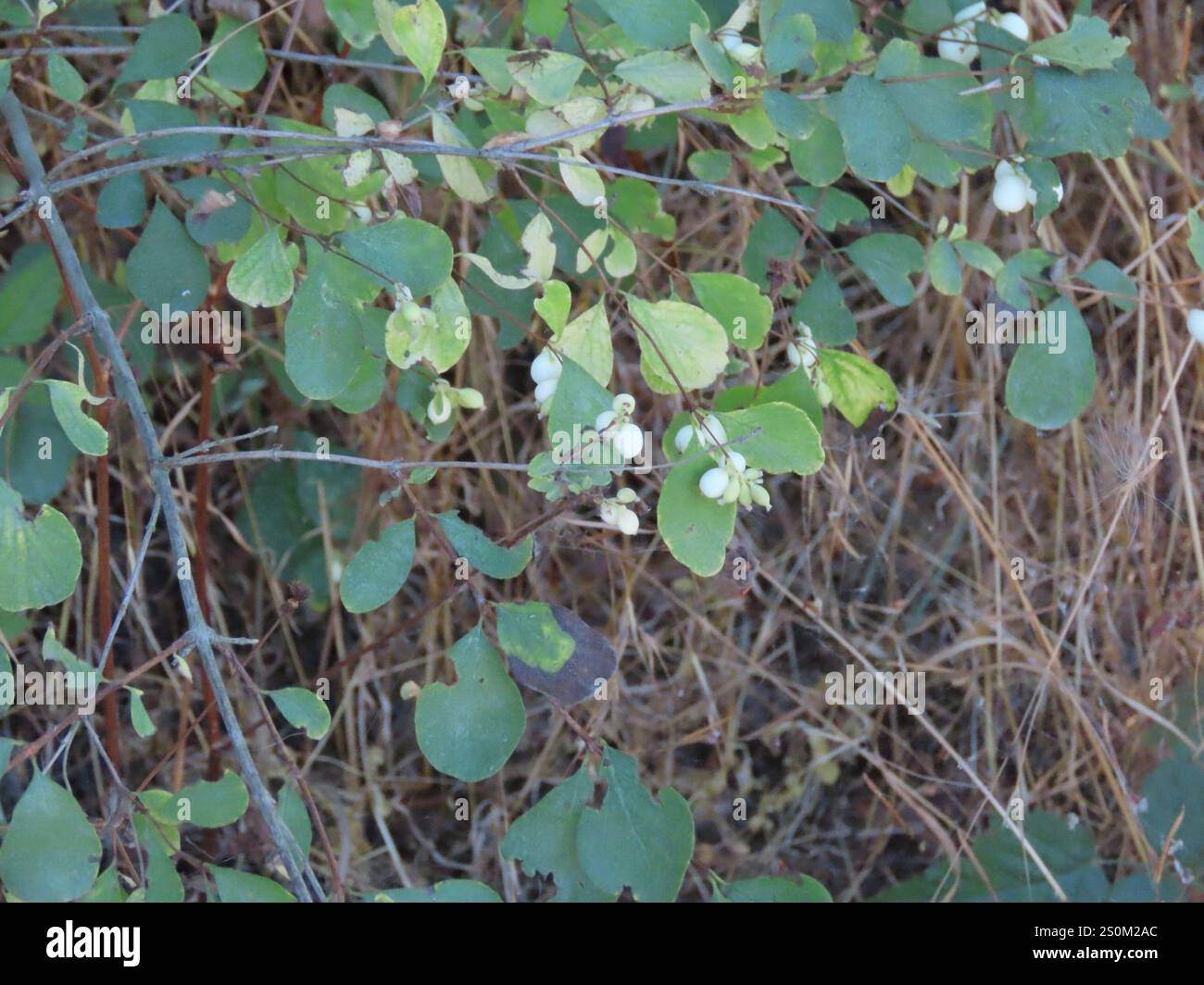 Common Snowberry (Symphoricarpos albus Stock Photo - Alamy