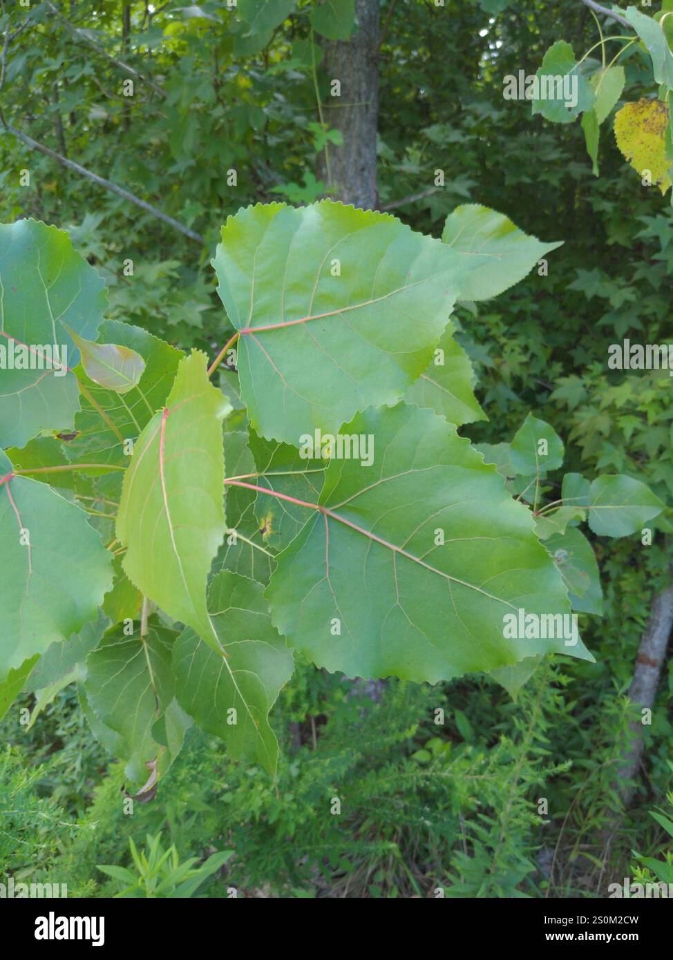 Eastern Cottonwood (Populus deltoides Stock Photo - Alamy