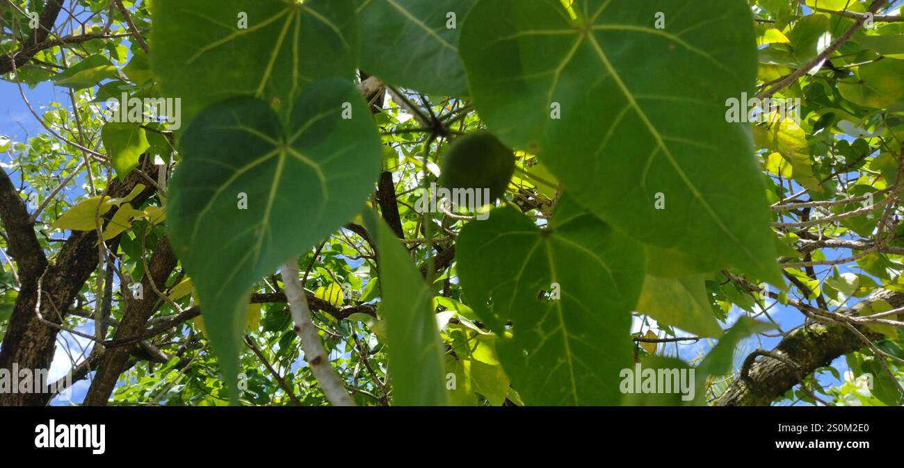 Portia tree (Thespesia populnea Stock Photo - Alamy
