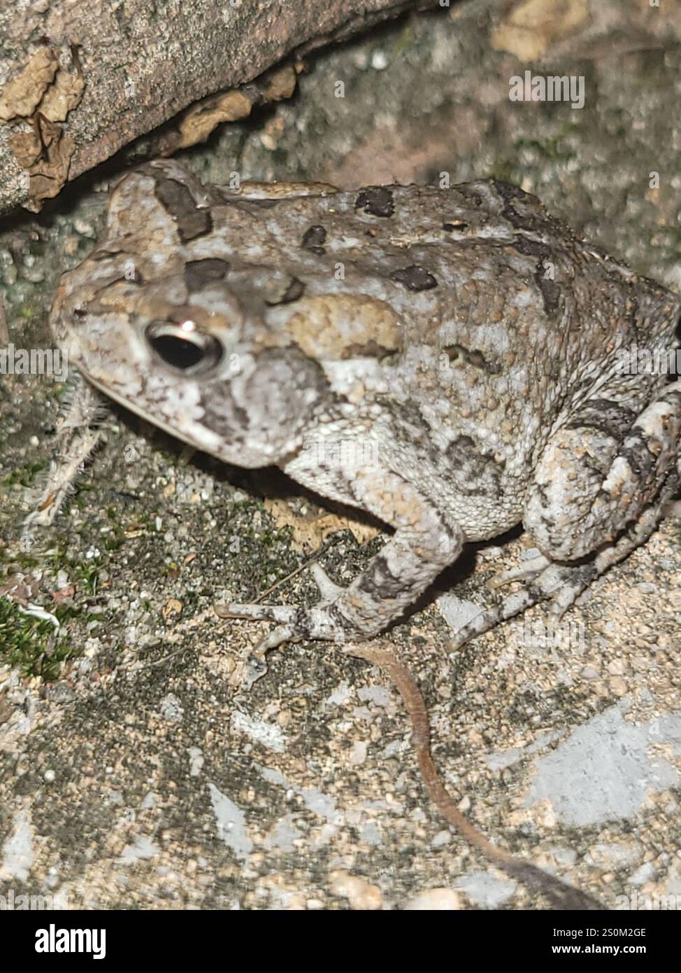Southern Toad (Anaxyrus terrestris Stock Photo - Alamy