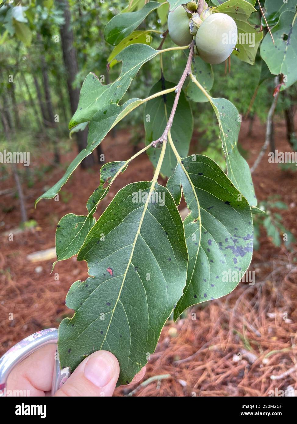 American persimmon (Diospyros virginiana Stock Photo - Alamy