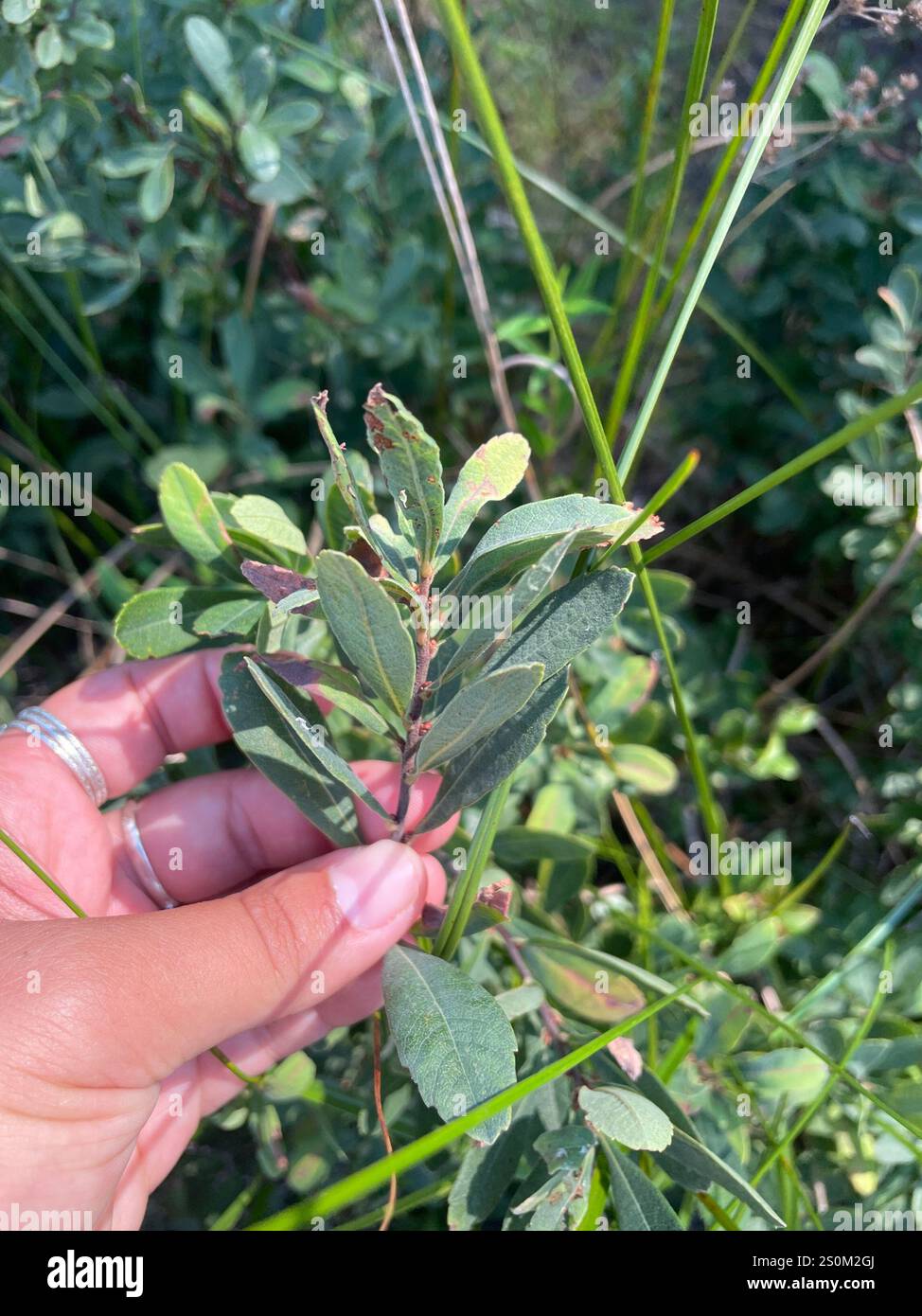 bog myrtle (Myrica gale Stock Photo - Alamy