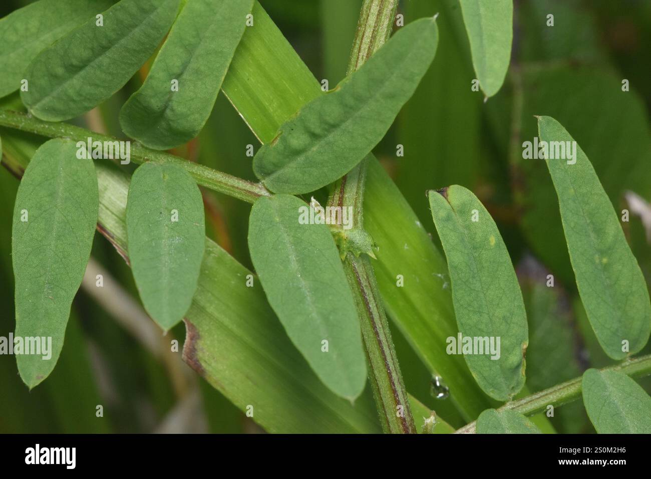 giant vetch (Vicia gigantea Stock Photo - Alamy