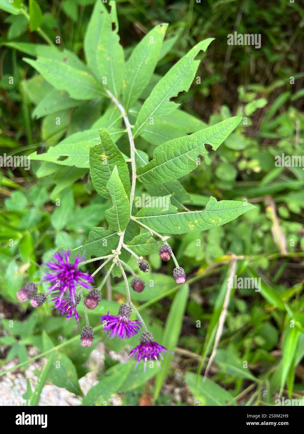 Western Ironweed (Vernonia baldwinii Stock Photo - Alamy