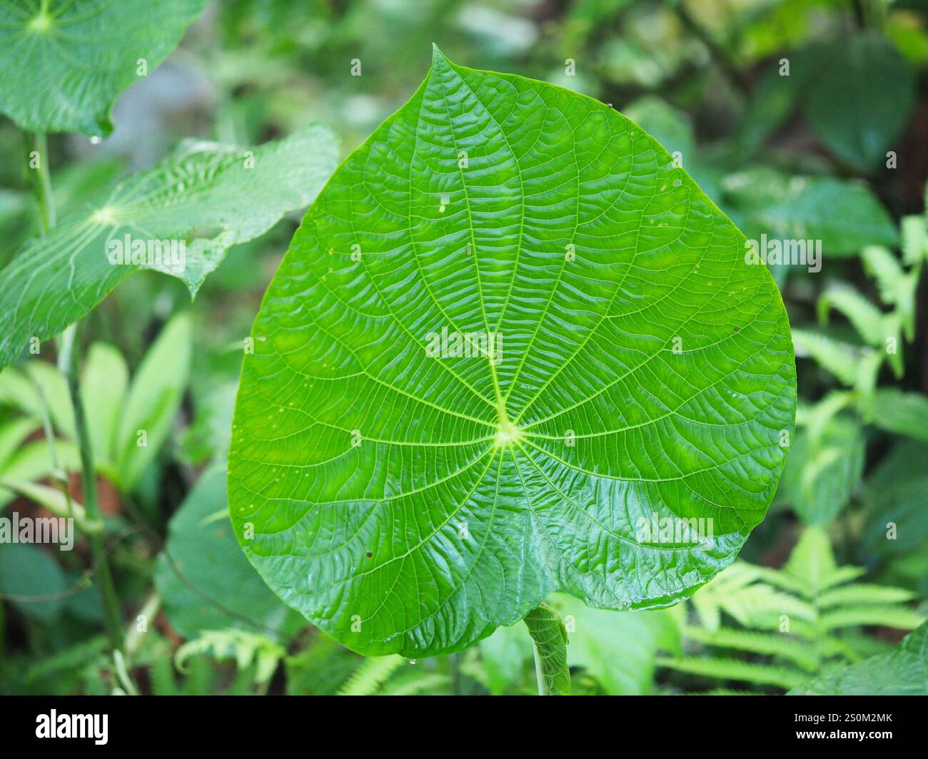 Piper peltatum hi-res stock photography and images - Alamy