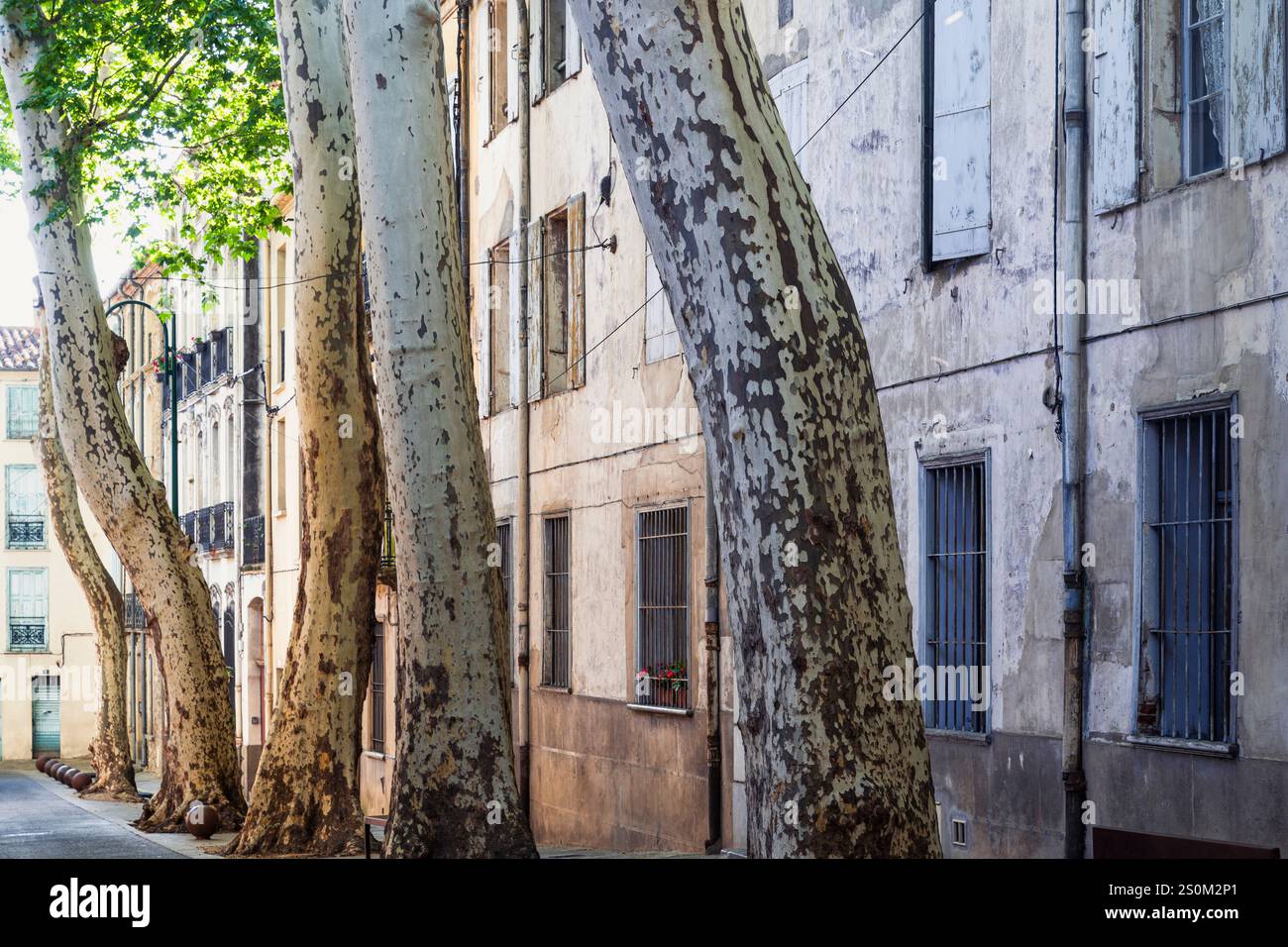 Avenue with sycamore trees in front of weathered facades in the ...