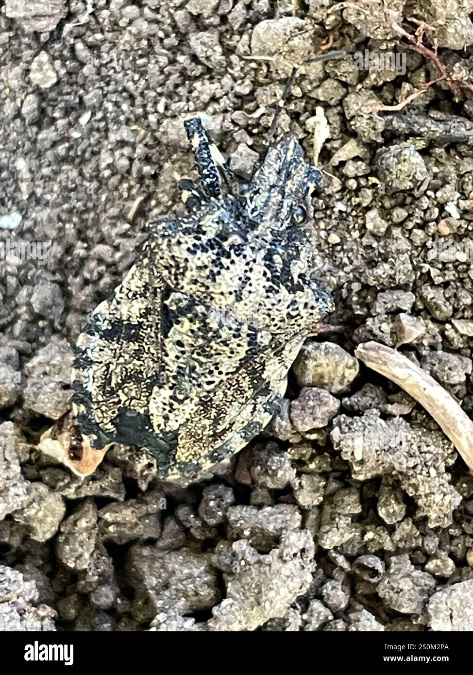 Rough Stink Bugs (Brochymena Stock Photo - Alamy