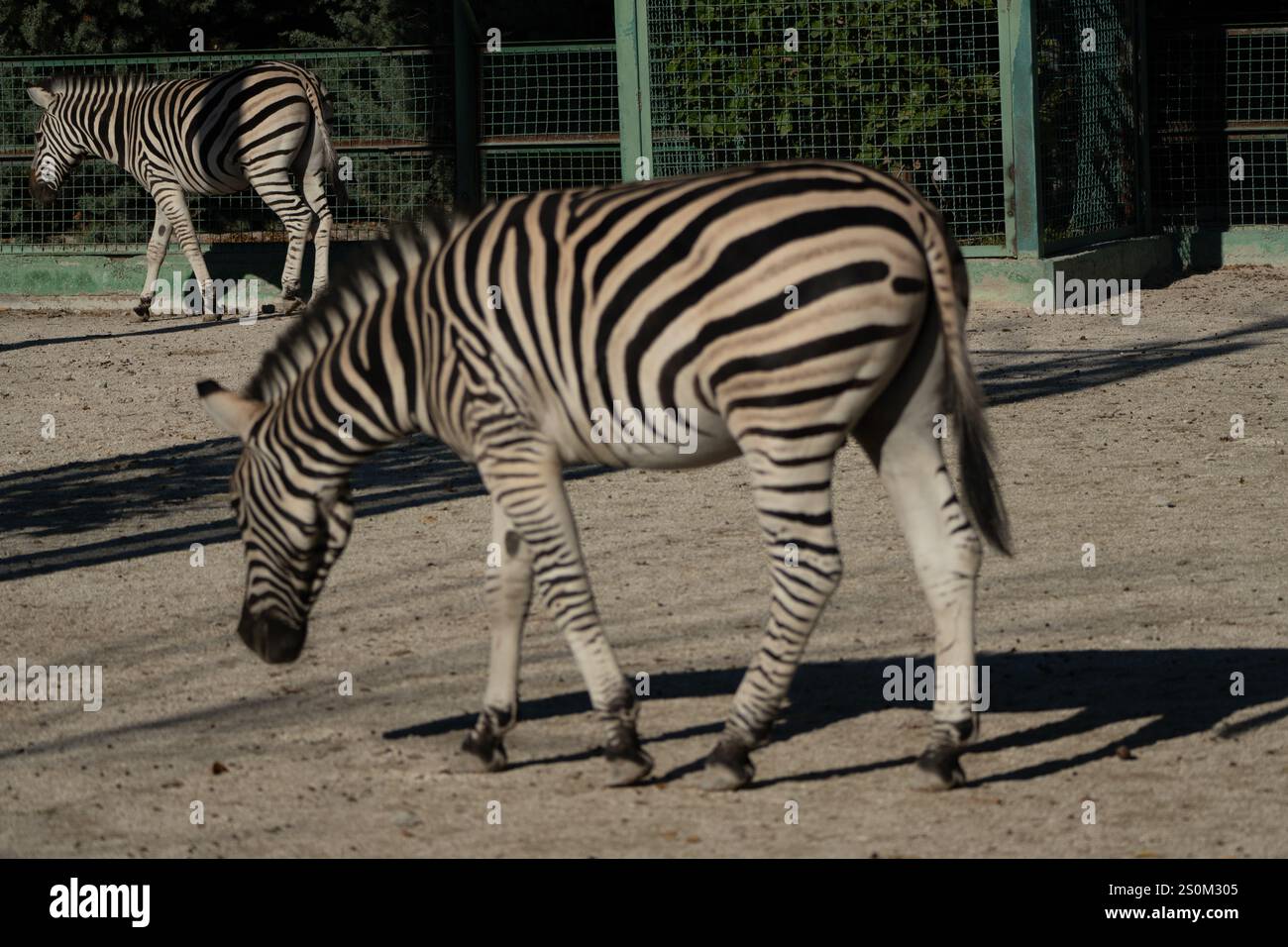 Zebras Zoo Enclosure Grazing; daytime; captive animals peacefully ...