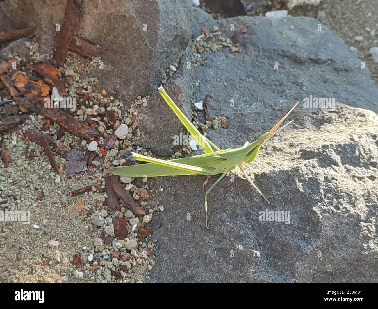 Oriental Longheaded Locust (Acrida cinerea Stock Photo - Alamy