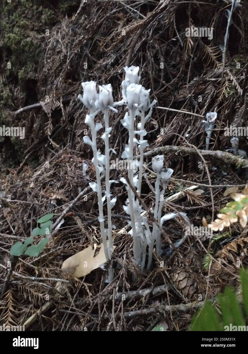 Ghost Pipe (Monotropa uniflora Stock Photo - Alamy