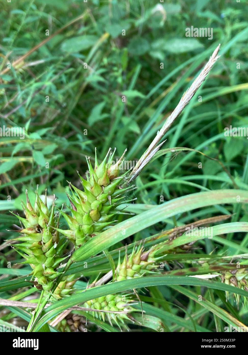 hop sedge (Carex lupulina Stock Photo - Alamy