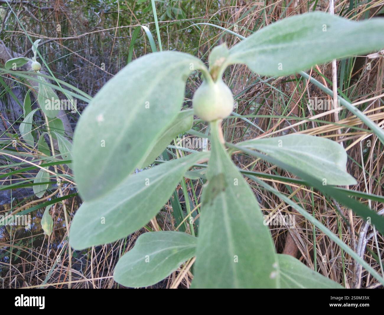 sea ox-eye (Borrichia frutescens Stock Photo - Alamy