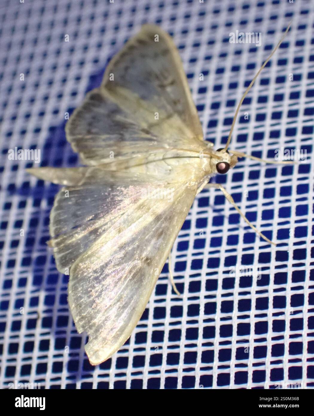 Mother of Pearl (Patania ruralis Stock Photo - Alamy