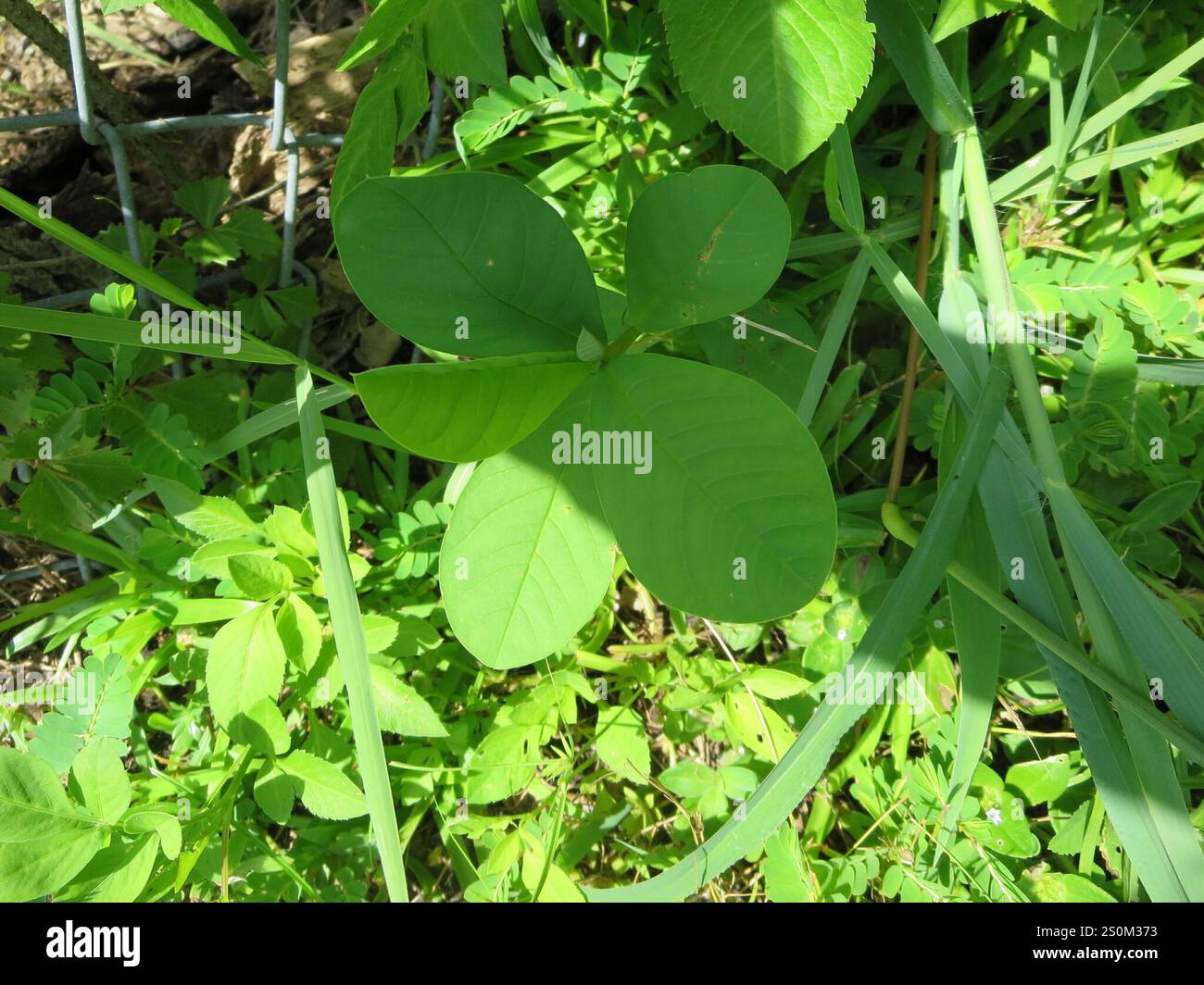 Showy Rattlebox (Crotalaria spectabilis Stock Photo - Alamy