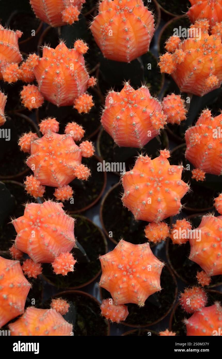 Succulent plant, view from above Stock Photo - Alamy