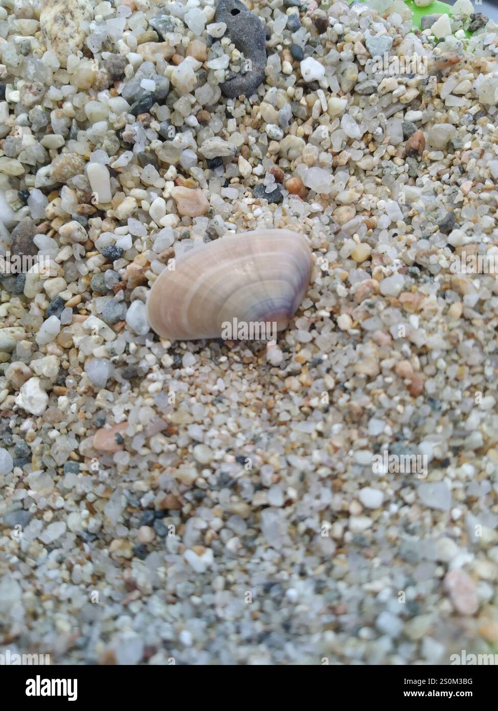 Wedge Clam (Donax trunculus Stock Photo - Alamy