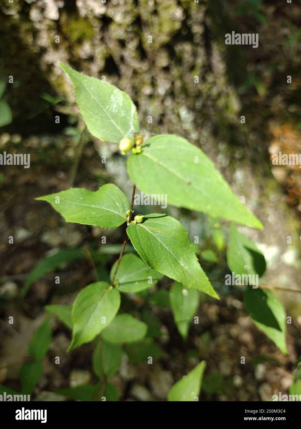 common dittany (Cunila origanoides Stock Photo - Alamy
