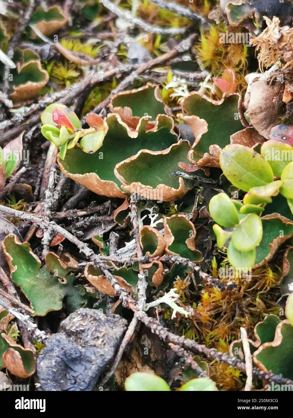 veinless pelt lichen (Peltigera malacea Stock Photo - Alamy