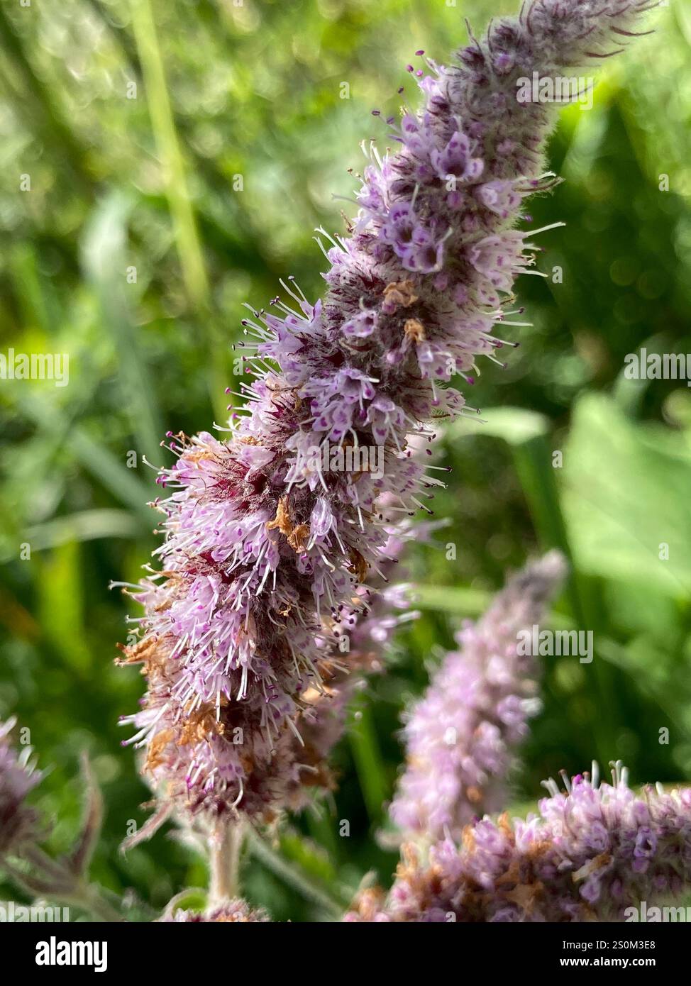 Horse Mint (Mentha longifolia Stock Photo - Alamy
