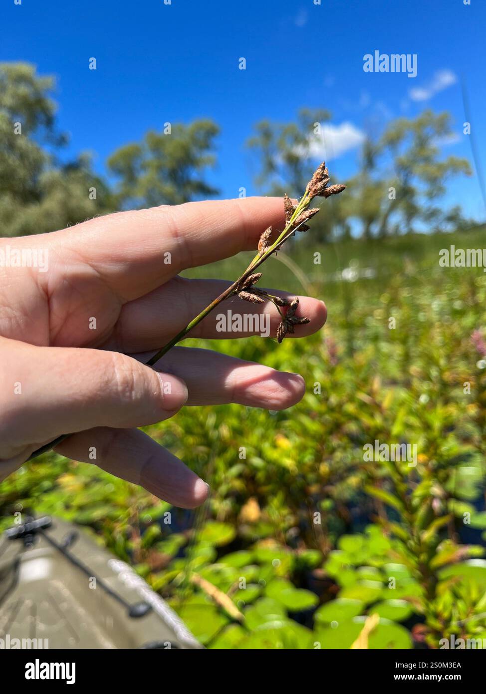 Hardstem hi-res stock photography and images - Alamy