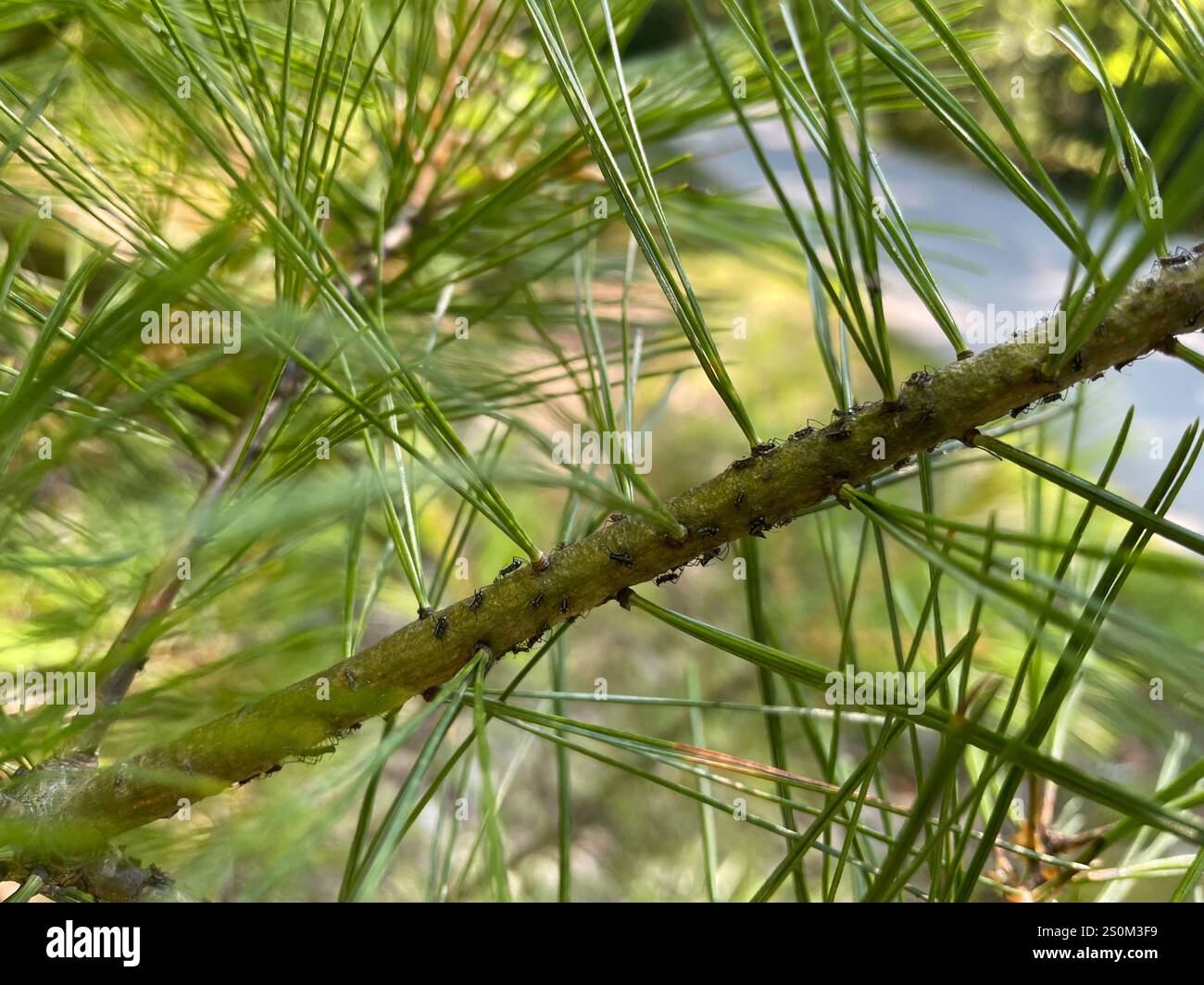 Strobi hi-res stock photography and images - Alamy