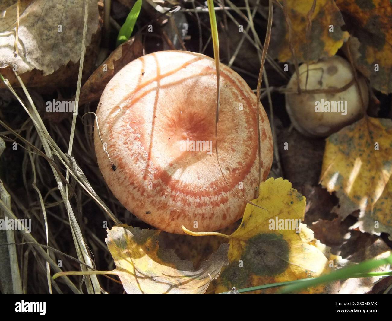 Woolly Milkcap (Lactarius torminosus Stock Photo - Alamy