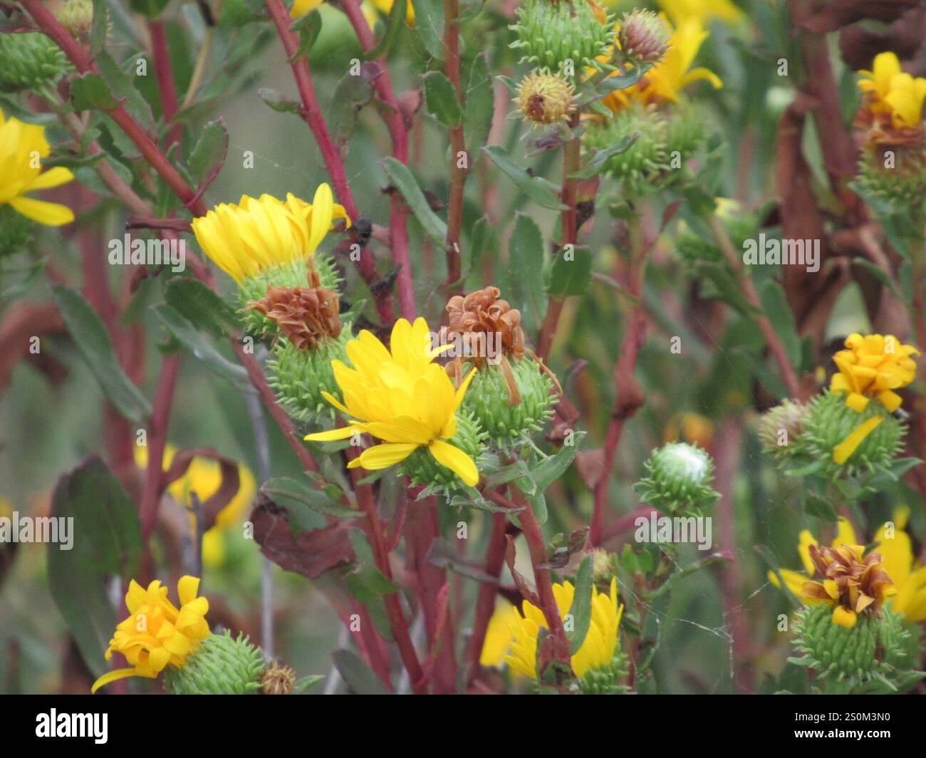 marsh gumplant (Grindelia stricta angustifolia Stock Photo - Alamy