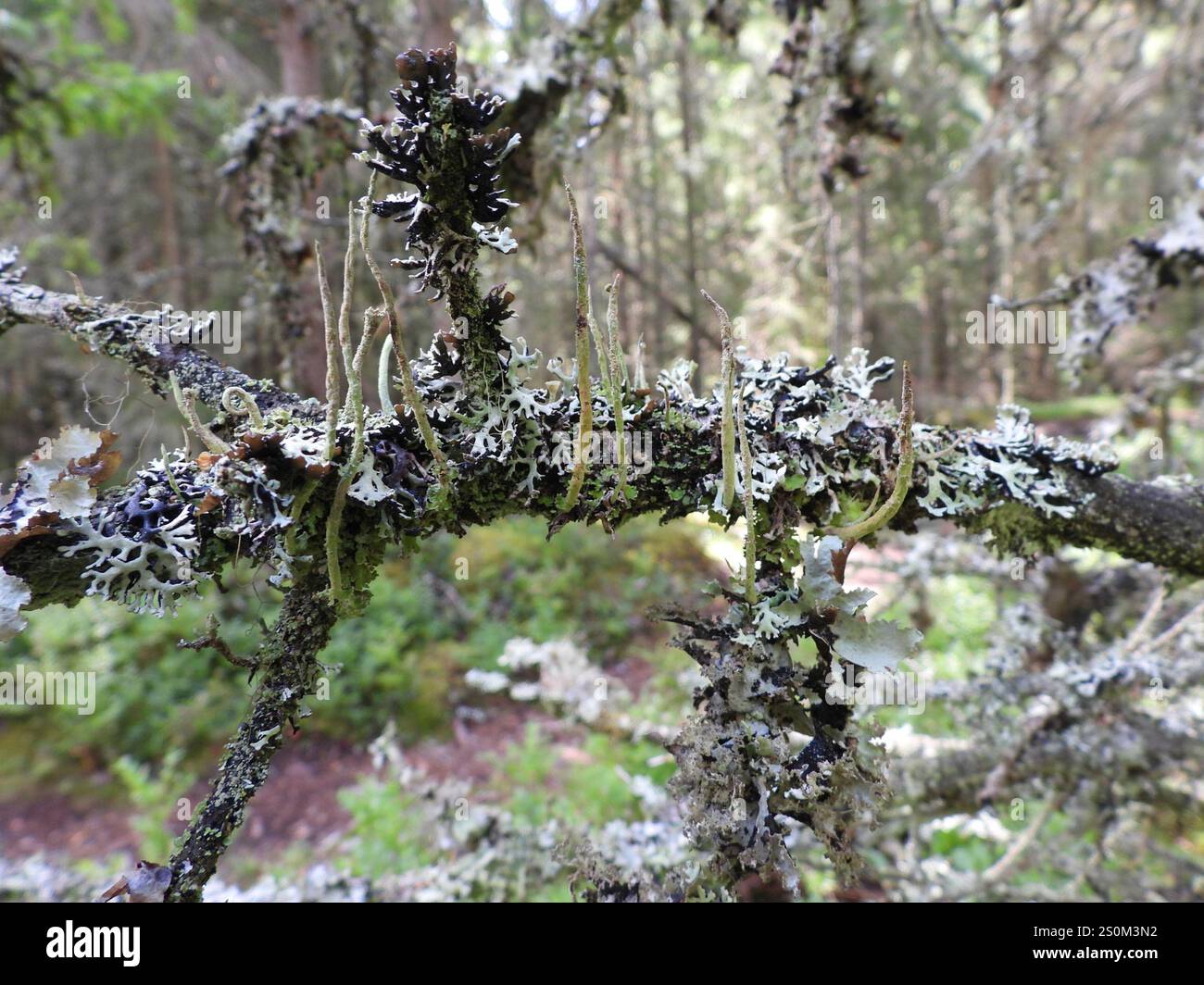 Bighorn Pixie Lichen (Cladonia cornuta cornuta Stock Photo - Alamy