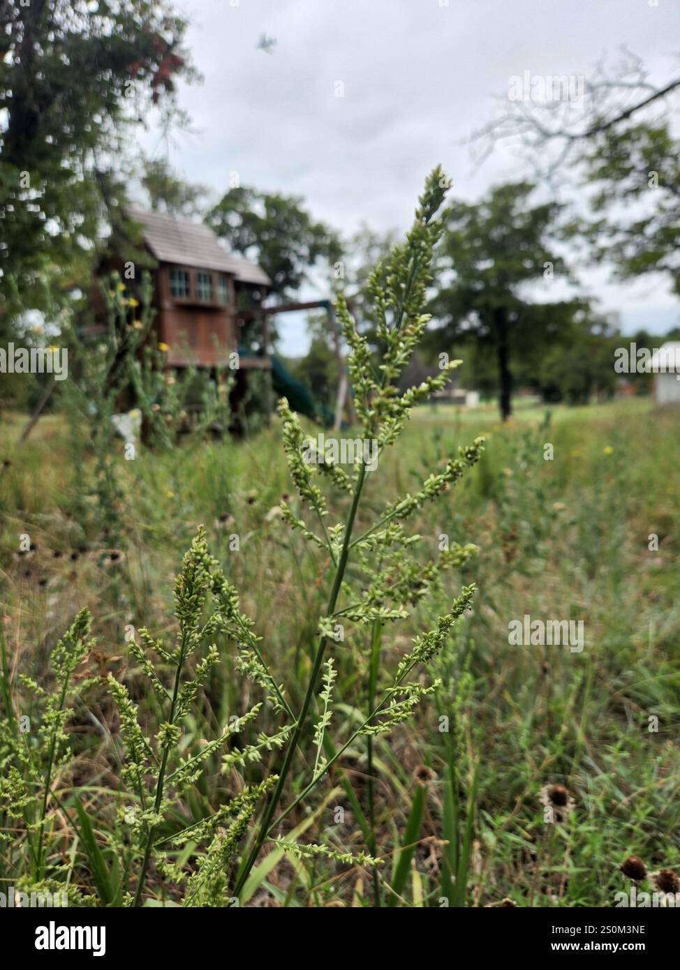 beaked panicum (Coleataenia anceps Stock Photo - Alamy