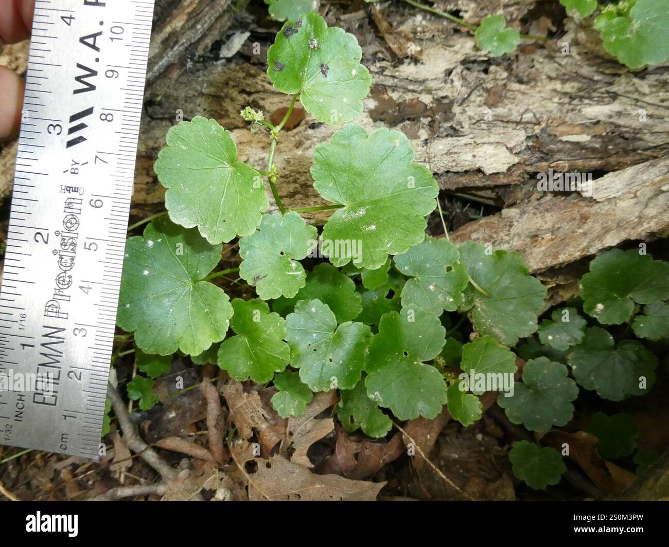 American Water-pennywort (Hydrocotyle americana Stock Photo - Alamy