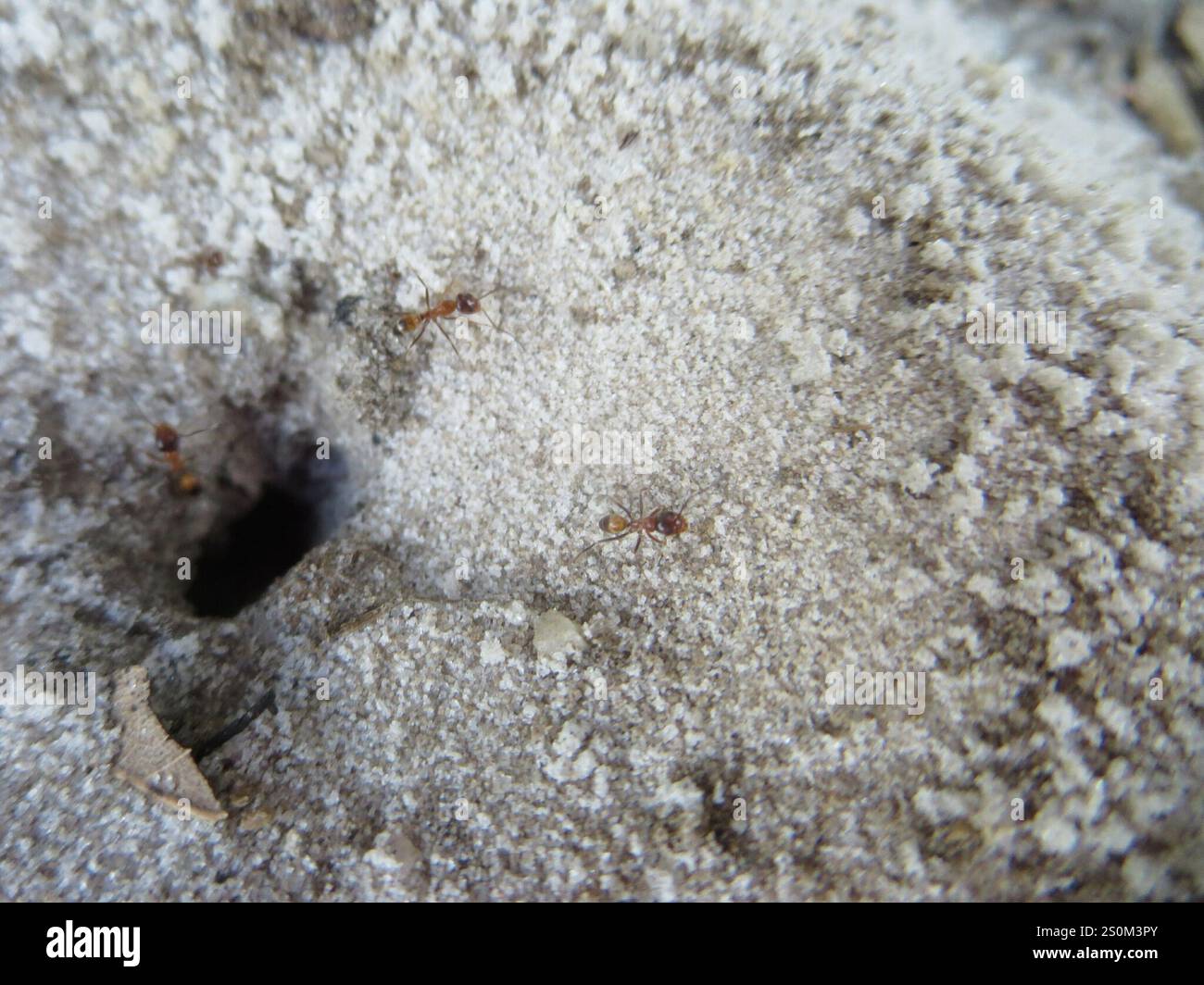 Buren's Pyramid Ant (Dorymyrmex bureni Stock Photo - Alamy