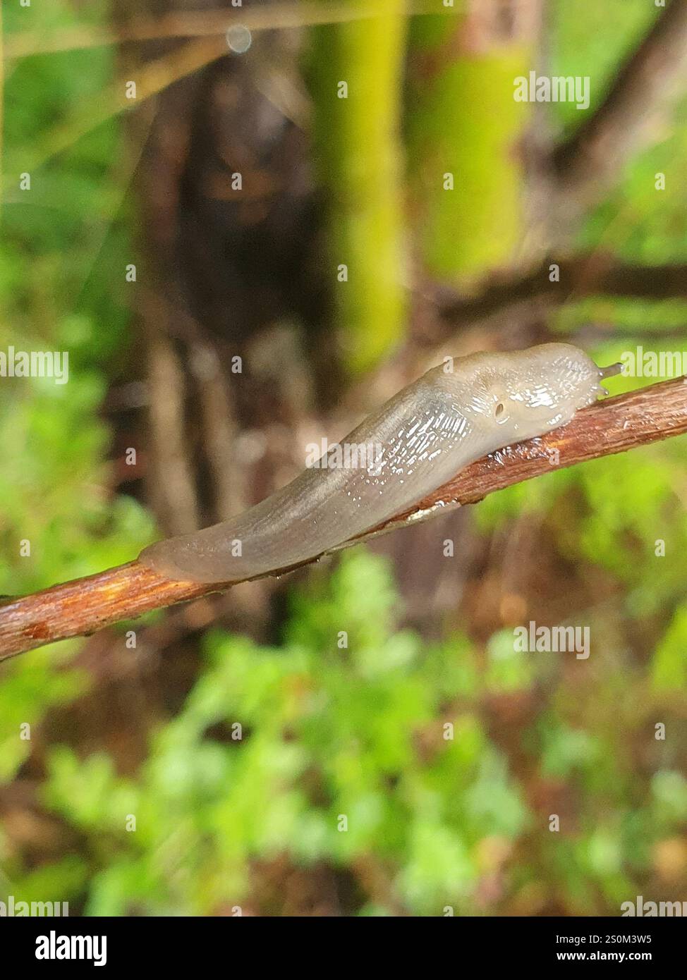 Tree slug (Lehmannia marginata Stock Photo - Alamy