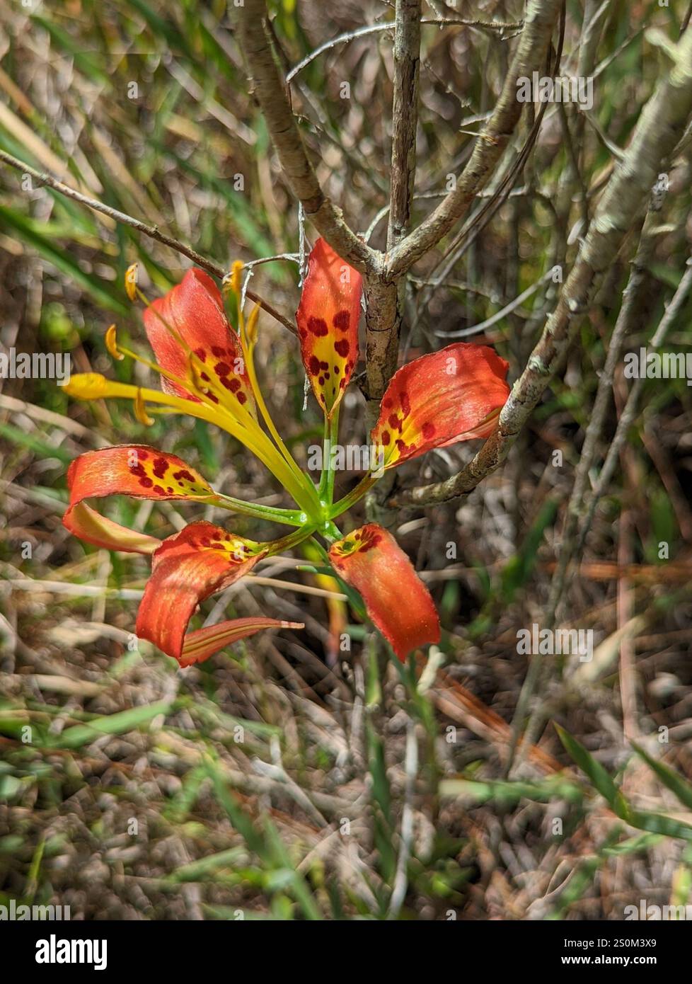 Pine lily (Lilium catesbaei Stock Photo - Alamy