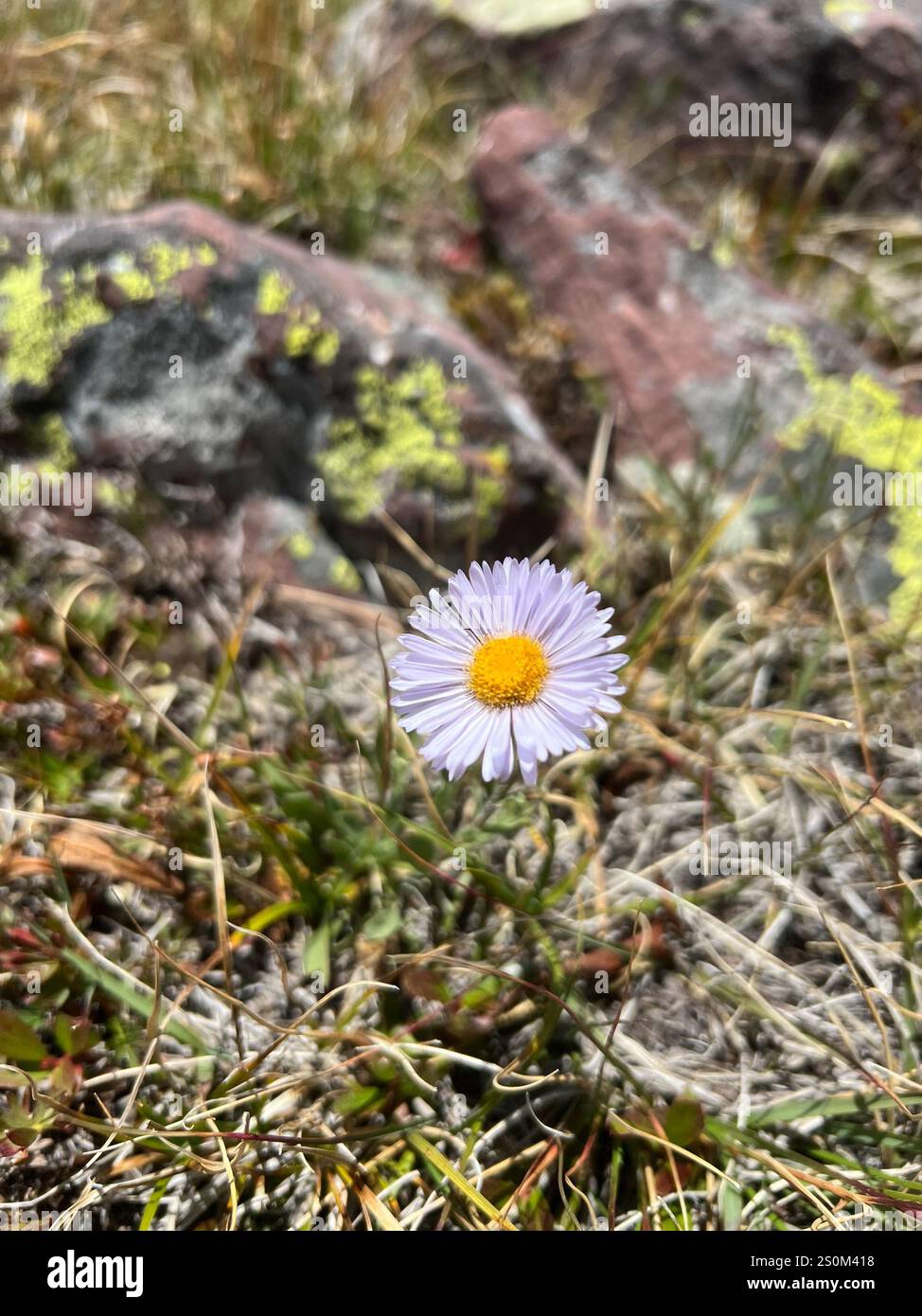 Subalpine Fleabane (Erigeron glacialis Stock Photo - Alamy