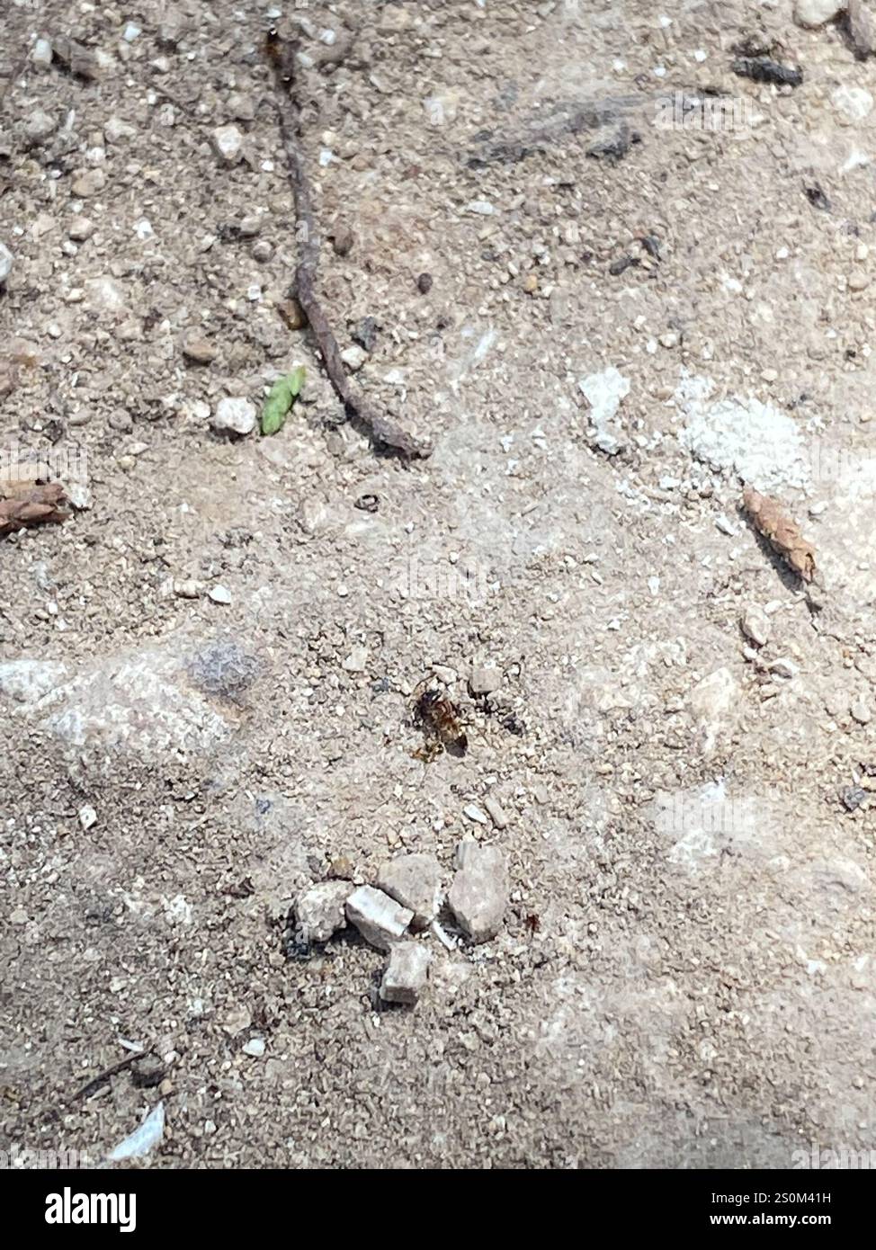 Yellow Pyramid Ant (Dorymyrmex flavus Stock Photo - Alamy