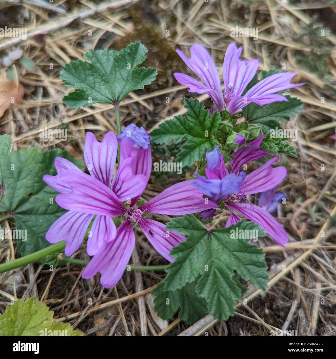 Common Mallow (Malva sylvestris Stock Photo - Alamy