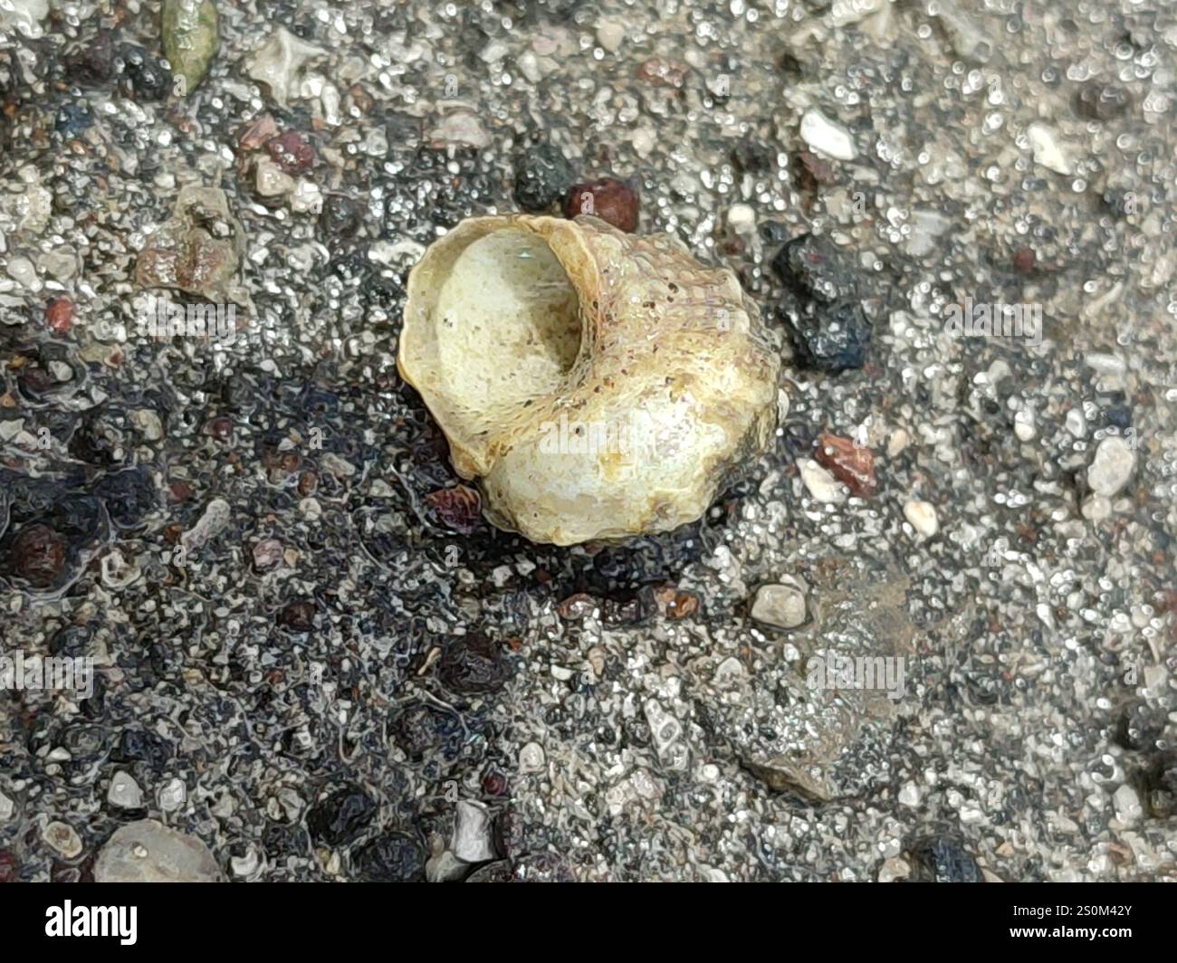 granulated moon turban (Lunella granulata Stock Photo - Alamy
