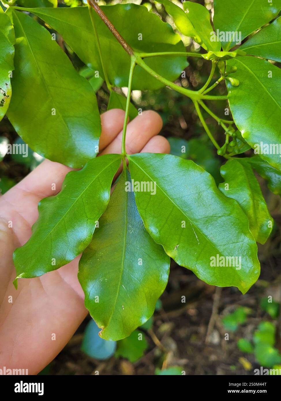 Wharangi (Melicope ternata Stock Photo - Alamy
