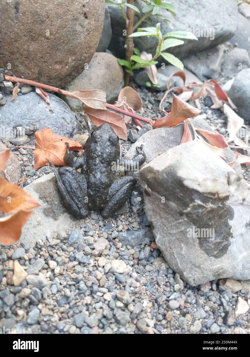 Foothill Yellow-legged Frog (Rana boylii Stock Photo - Alamy