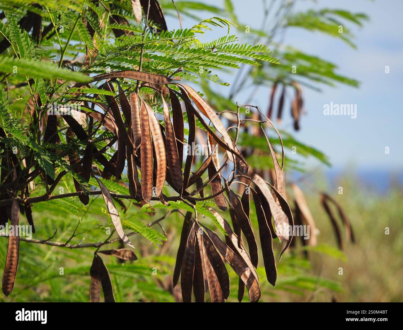 White leadtree (Leucaena leucocephala Stock Photo - Alamy