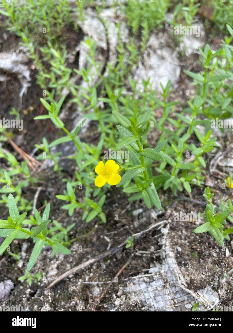 golden hedge-hyssop (Gratiola aurea Stock Photo - Alamy